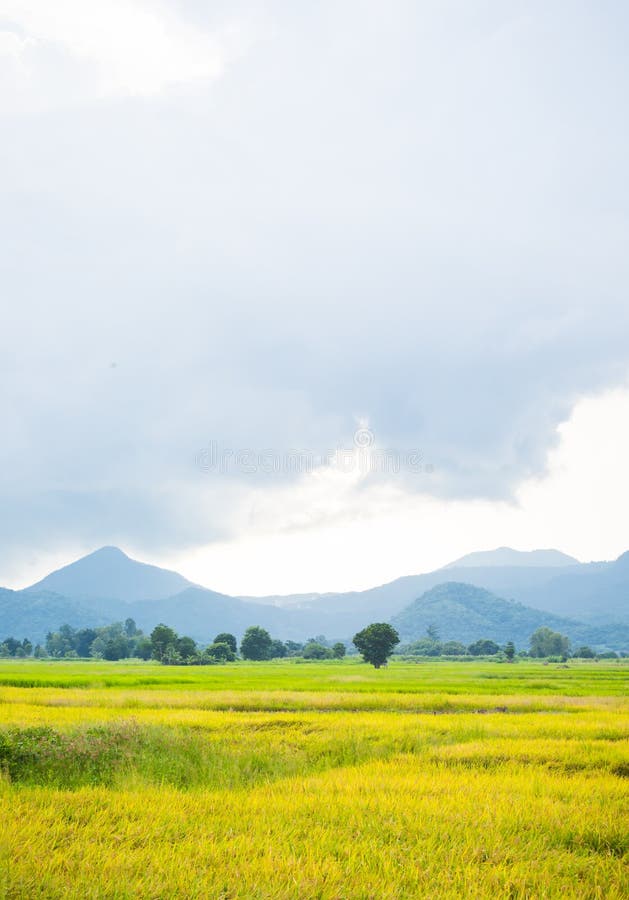Gold Rice Field with the Blue Sky. Stock Image - Image of backgrounds ...