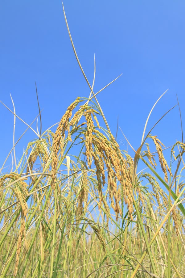 Gold rice field stock image. Image of thailand, ready - 49123105