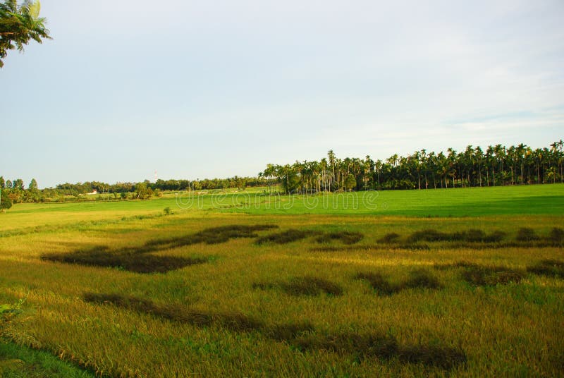 Gold Rice Field during Sunset Stock Photo - Image of gold, field: 48541290