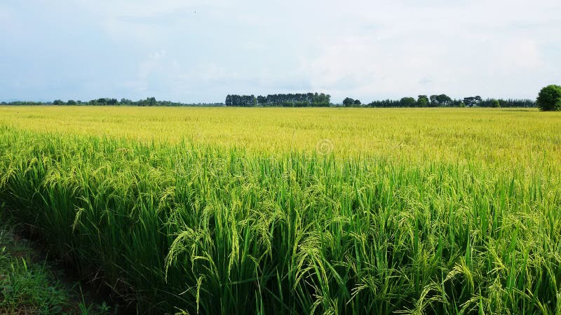 Gold Rice Field with Two Tone Stock Image - Image of field, ready: 45487653