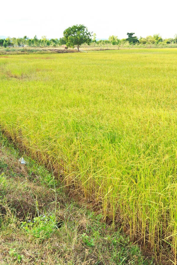 Gold rice plant stock image. Image of agriculture, grain - 38294695
