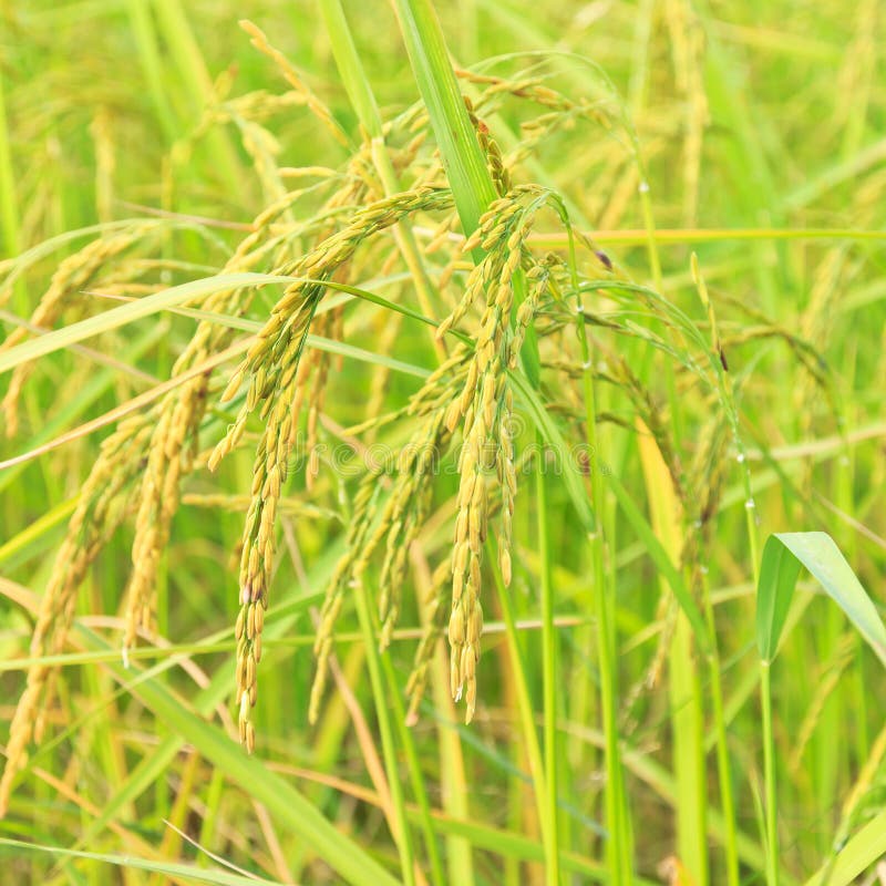 Gold rice plant stock photo. Image of autumn, harvest - 38295004