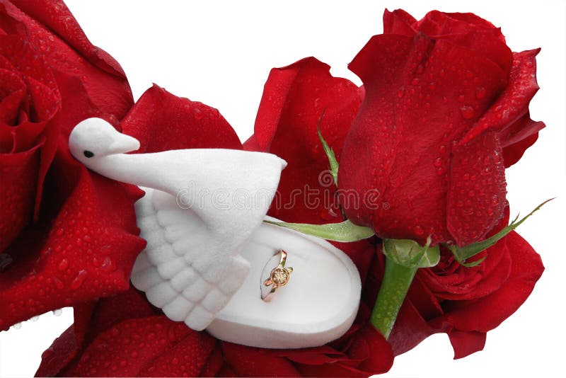Gold Ring in a Box in the Form of a Swan on Roses in Dewdrops Stock ...