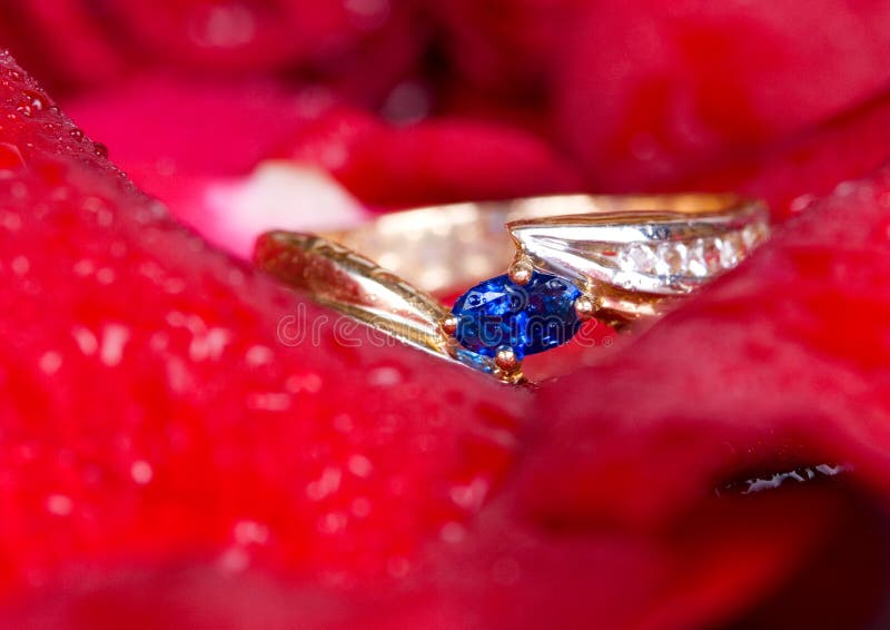 Gold ring and red rose. stock photo. Image of jewellery - 11777826
