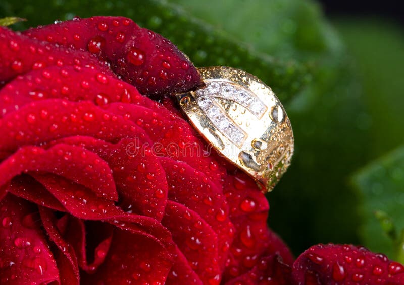 Gold ring and red rose. stock image. Image of drop, wedding - 11777863