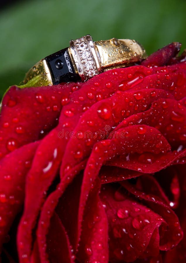 Gold ring and red rose. stock photo. Image of rose, silver - 11777848