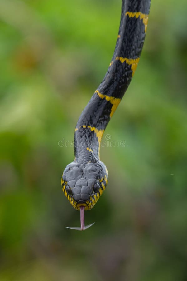 Gold-ringed Cat Snake stock image. Image of plant, animal - 205521953