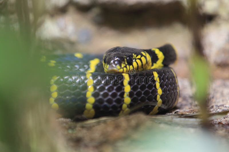 286 Gold Ringed Stock Photos - Free & Royalty-Free Stock Photos from ...