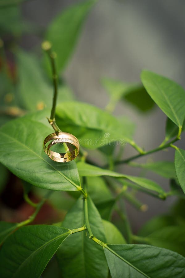 Gold Rings Lemon Branch Stock Photos - Free & Royalty-Free Stock Photos ...
