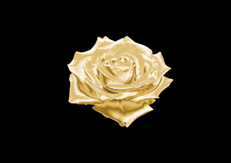 Gold rose stock image. Image of flora, golden, rose, beautiful - 96026035