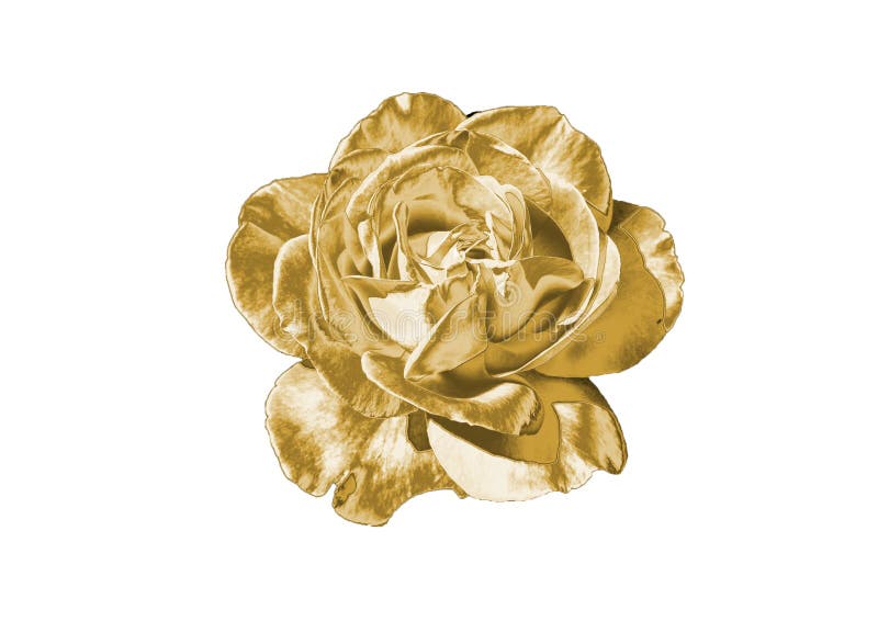 Gold rose stock image. Image of beauty, closeup, orchid - 96026051