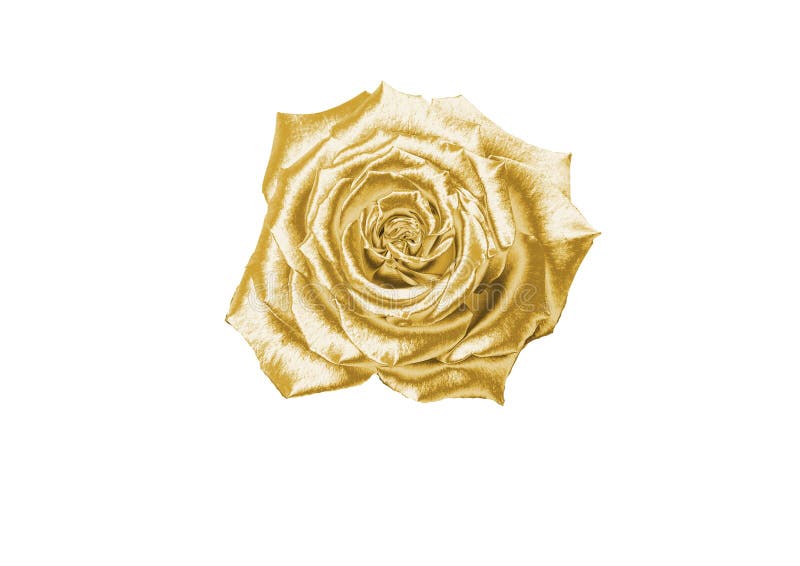 Gold rose stock photo. Image of flora, beauty, bouquet - 96026130