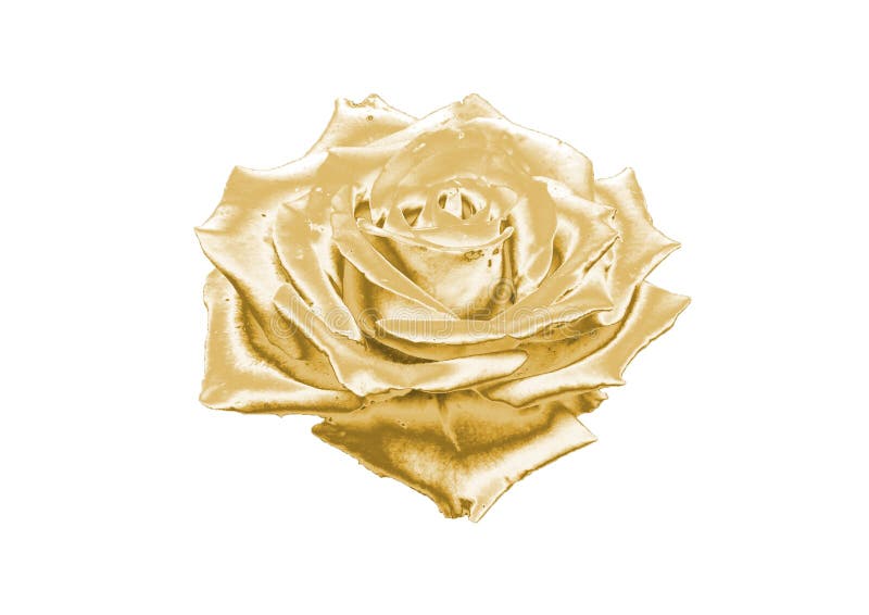Gold rose stock image. Image of flowers, beauty, lily - 96026151