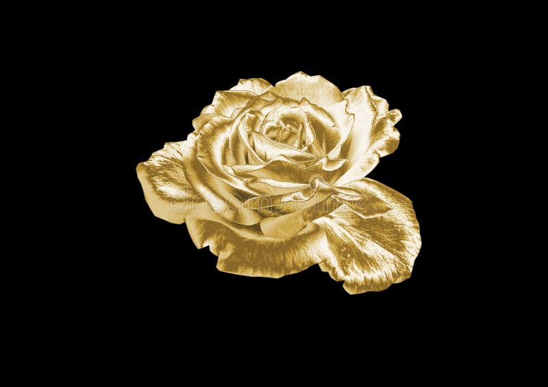 Gold rose stock photo. Image of gold, golden, rose, flower - 96026428