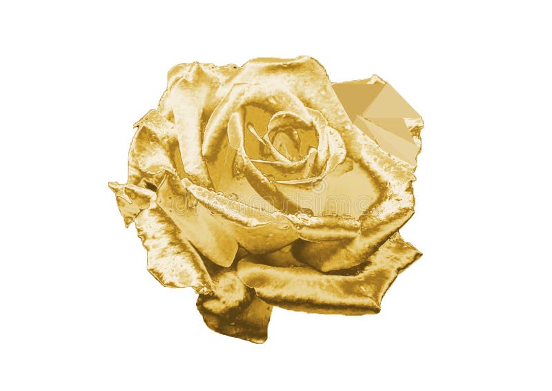 Gold rose stock photo. Image of background, flowers, flower - 96026438