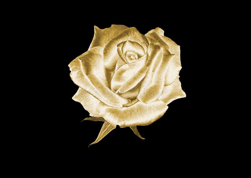 Gold rose stock image. Image of closeup, lily, flowers - 96026511