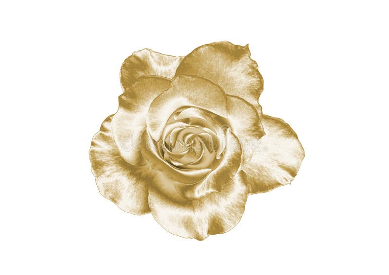 Gold rose stock photo. Image of flowers, bouquet, textures - 96037904