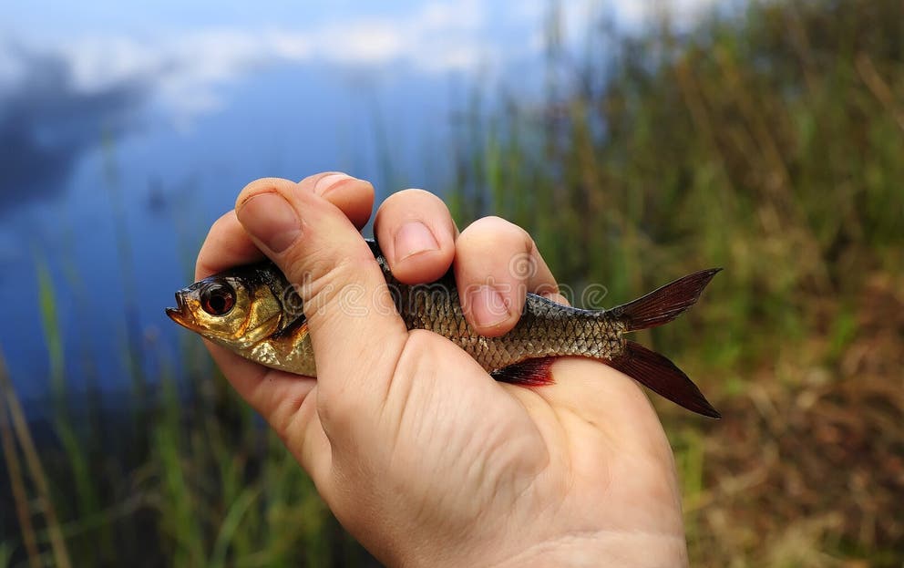 Gold rudd in angler hand stock image. Image of bright - 19578667