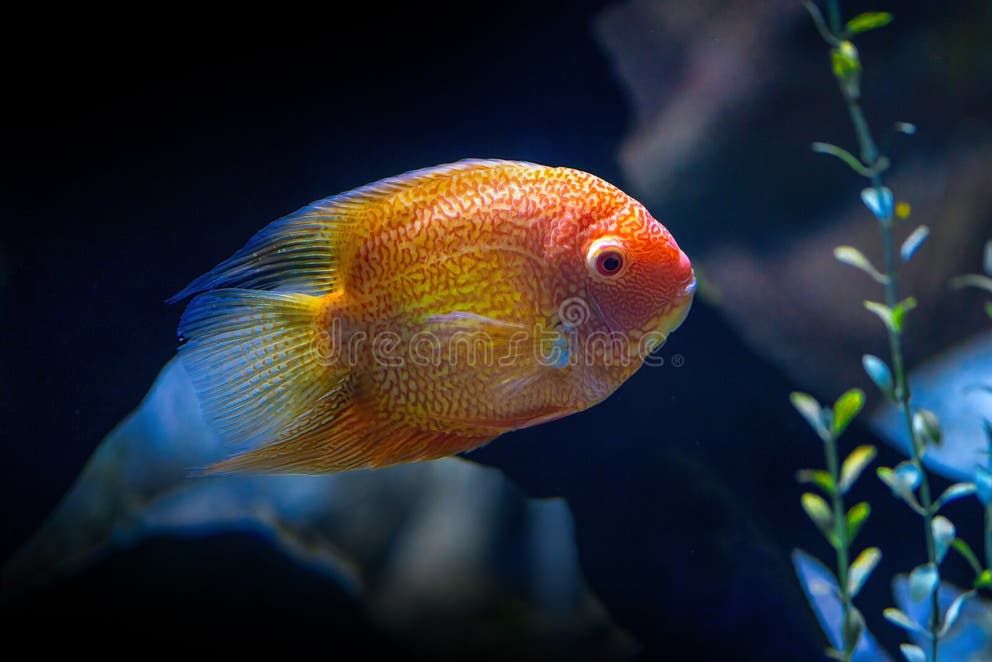 Gold Severum - Freshwater Fish Stock Image - Image of efasciatus, fish ...