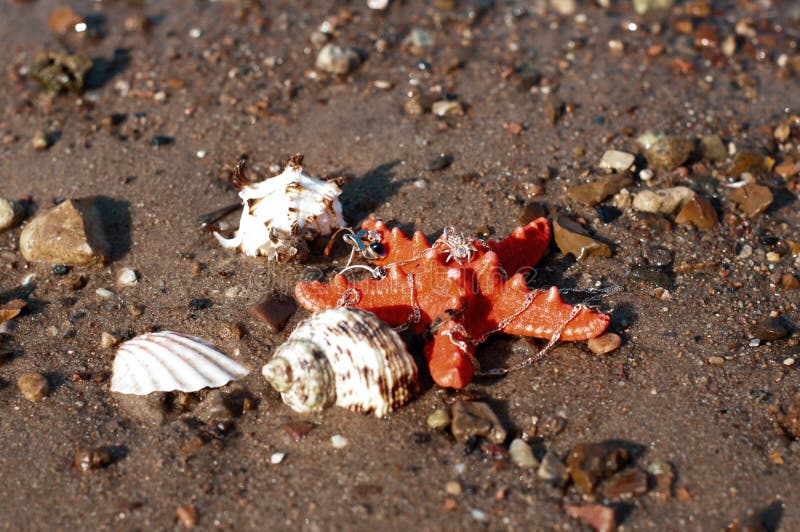 Gold and shell stock image. Image of product, sand, loss - 33157817