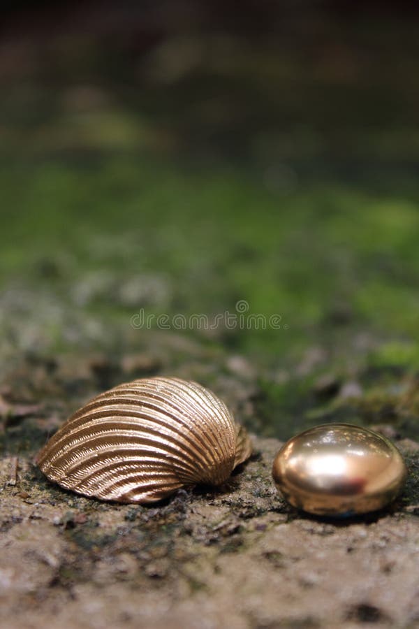 Gold shell stock image. Image of finance, clean, gold - 30284563