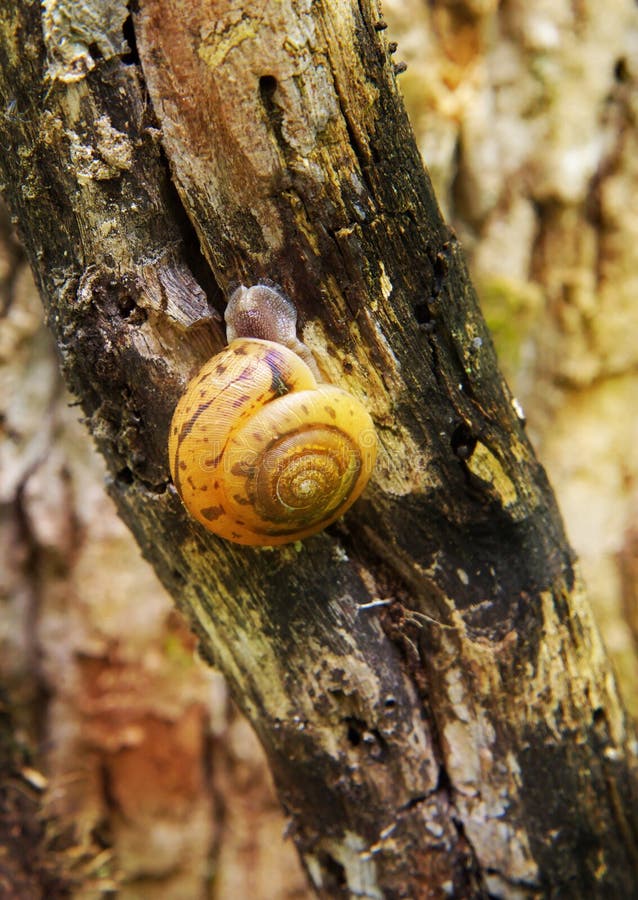 Gold shell snail on tree stock image. Image of shell - 36853287