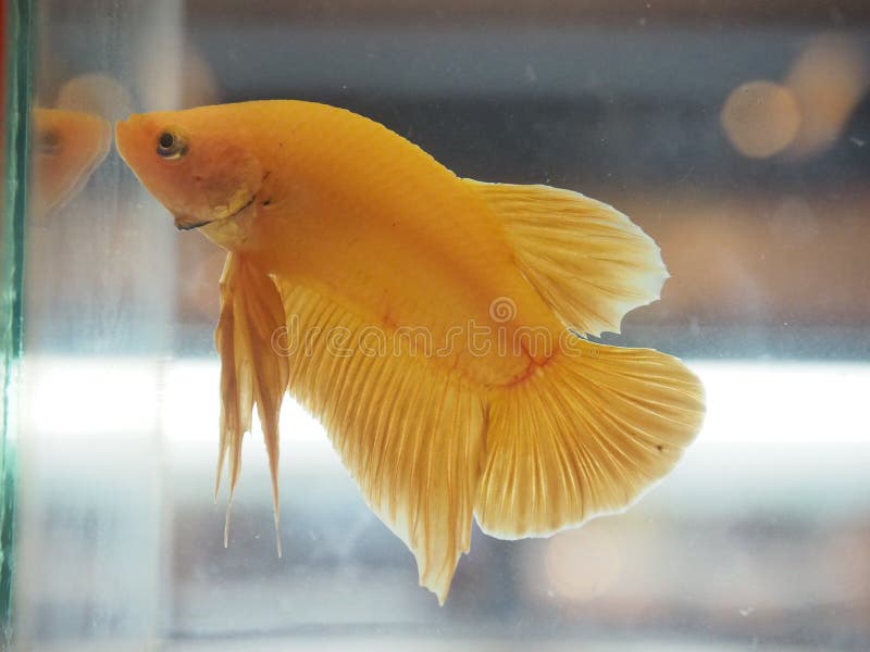 Gold Siamese Fighting Fish stock image. Image of beautiful - 75418671