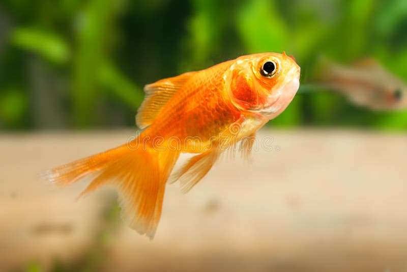 Goldfish in aquarium stock photo. Image of hobbies, domestic - 104323868