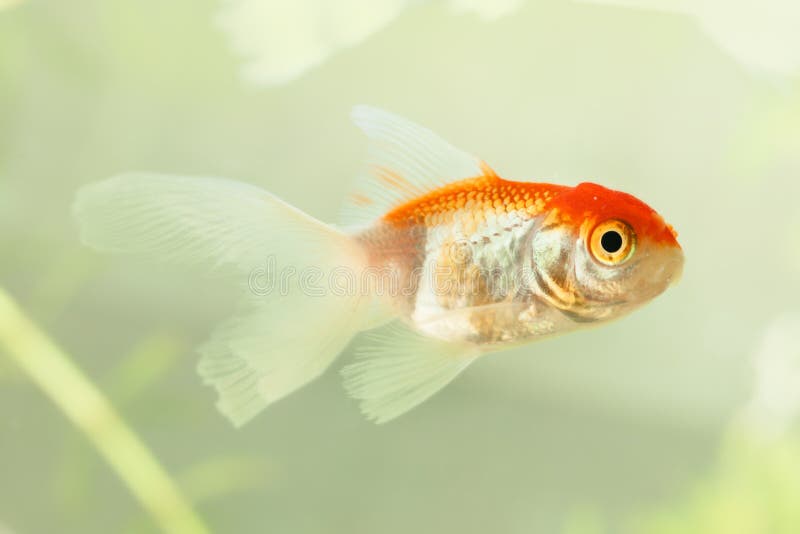 Goldfish in aquarium stock photo. Image of life, nature - 105259334