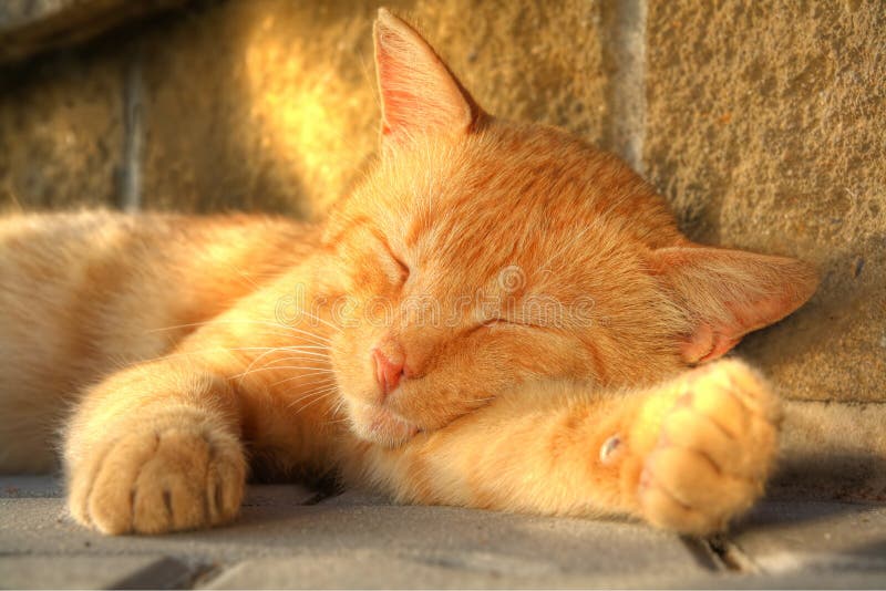 Gold sleeping cat stock photo. Image of kitten, fauna - 10793414