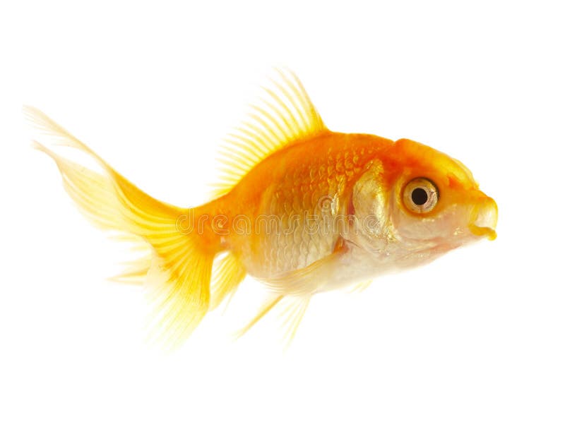 Gold fish stock image. Image of pets, closeup, white, staring - 2447295