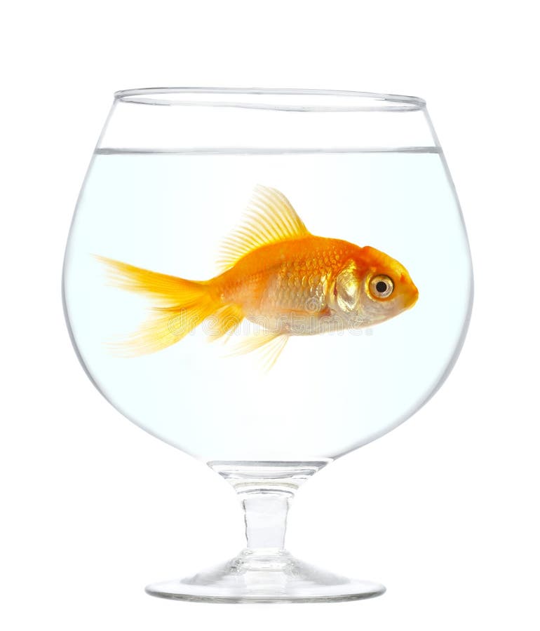Gold Small Fish in a Round Aquarium Stock Photo - Image of inhabitance ...