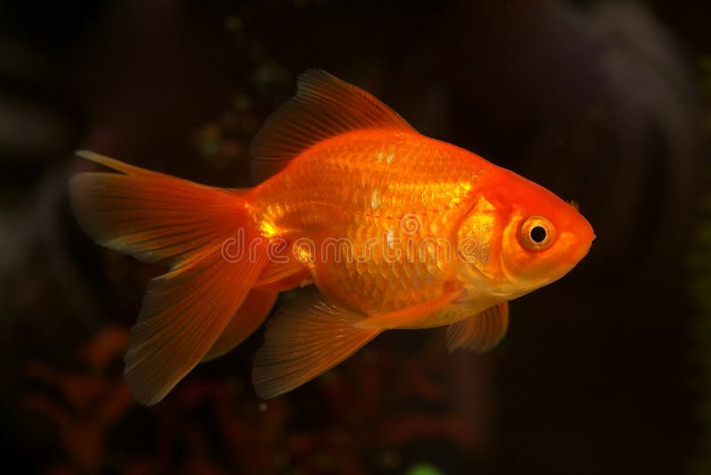 Gold Fish stock image. Image of golden, forest, asia - 13209213