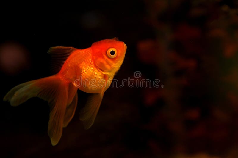 Goldfish Swim Picture. Image: 14673670