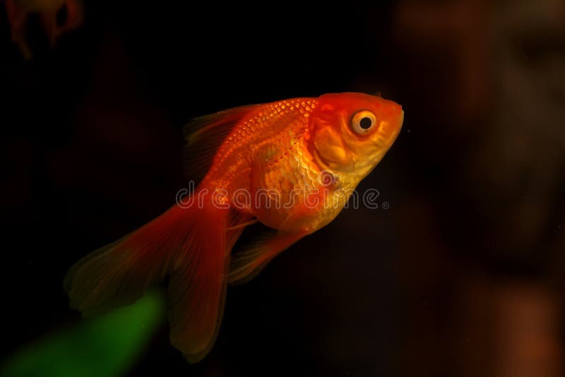 Gold small fish stock image. Image of aquarium, lovely - 7925851