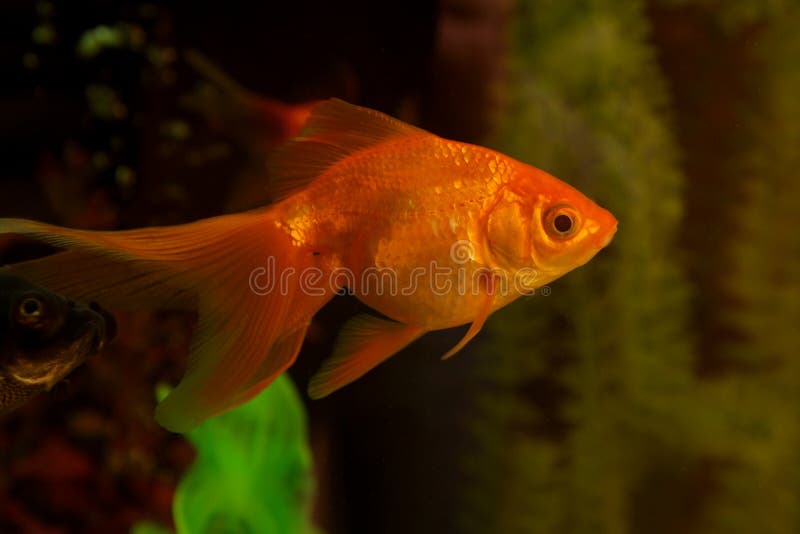 Goldfish Swim Picture. Image: 14673670