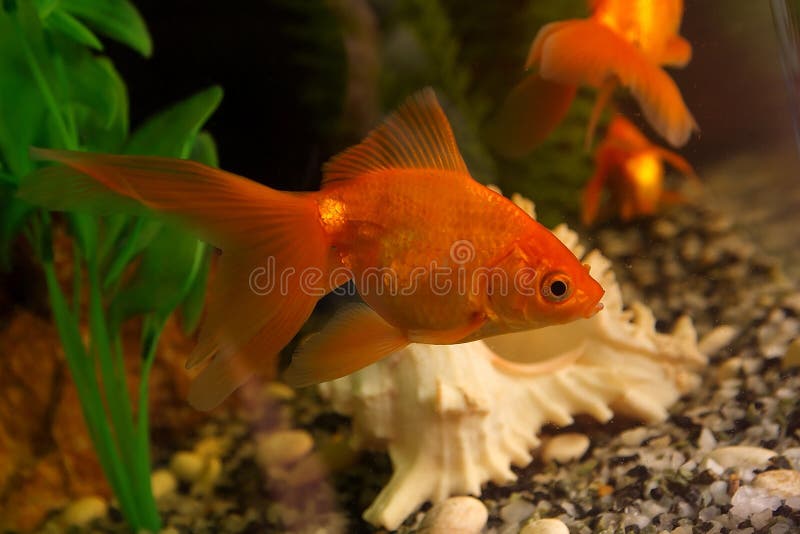 Gold fish smile close-up stock photo. Image of close, play - 4672246