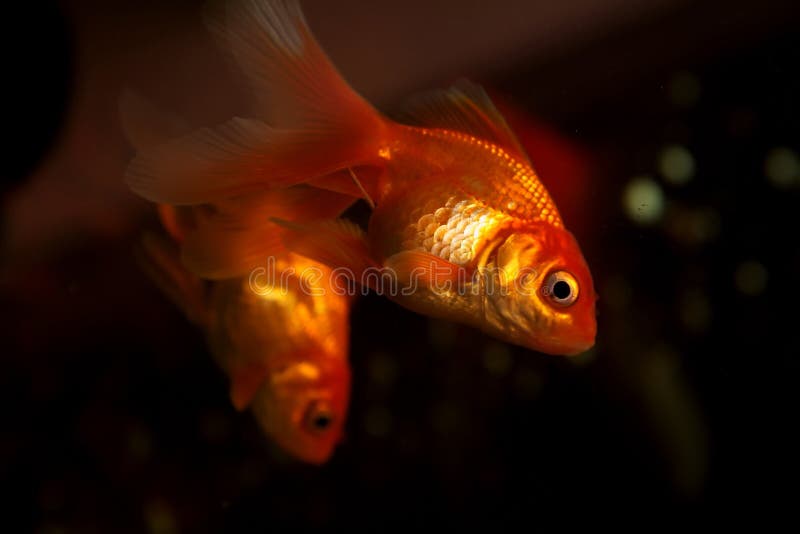 Gold small fish stock photo. Image of fishbowl, marine - 7925940