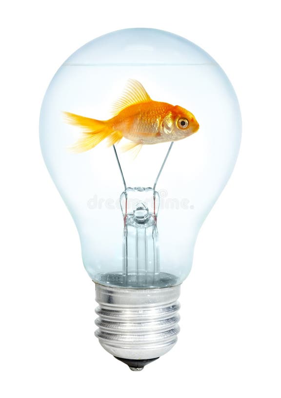 Gold Small Fish in Light Bulb Stock Photo - Image of inspiration ...