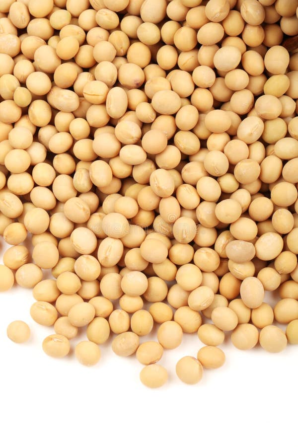 Soybean stock image. Image of soybean, nutrition, feed - 1575169
