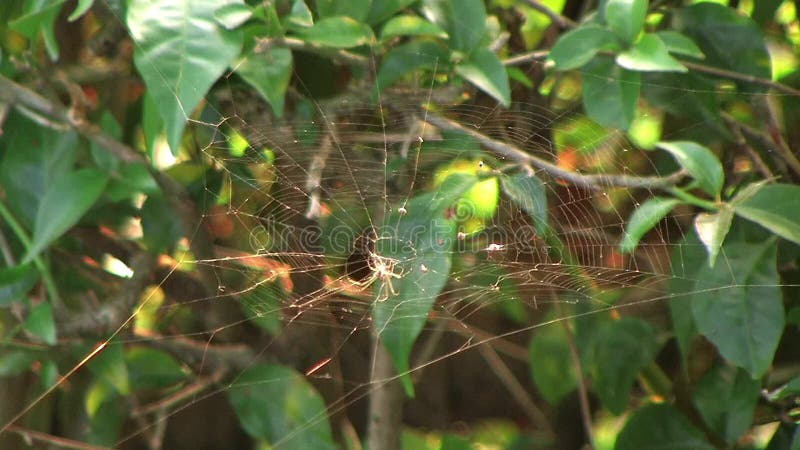 Spider Web Blowing in the Wind Stock Video - Video of beauty, insect ...