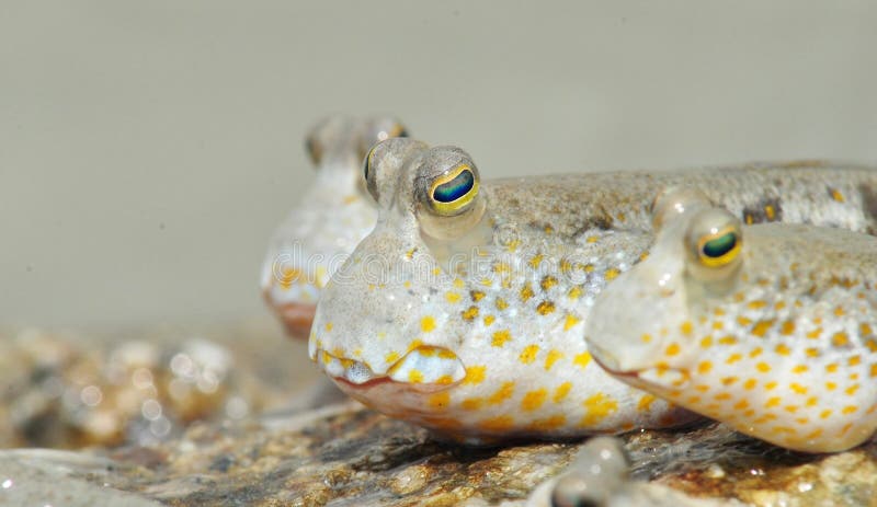 Gold Spotted Mud Skipper stock photo. Image of hunt, nature - 35715318