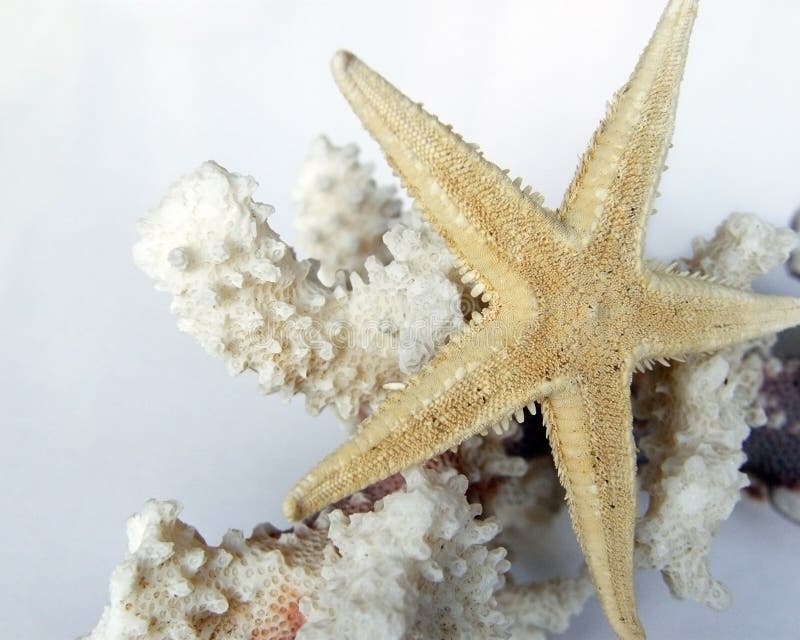 Gold starfish pendant stock photo. Image of hanging, pendant - 85566968