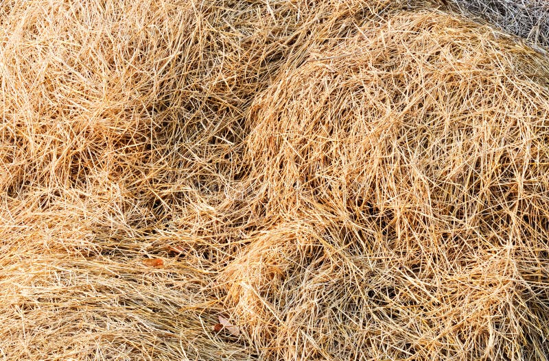 Gold straw stock photo. Image of life, farm, agriculture - 17251804