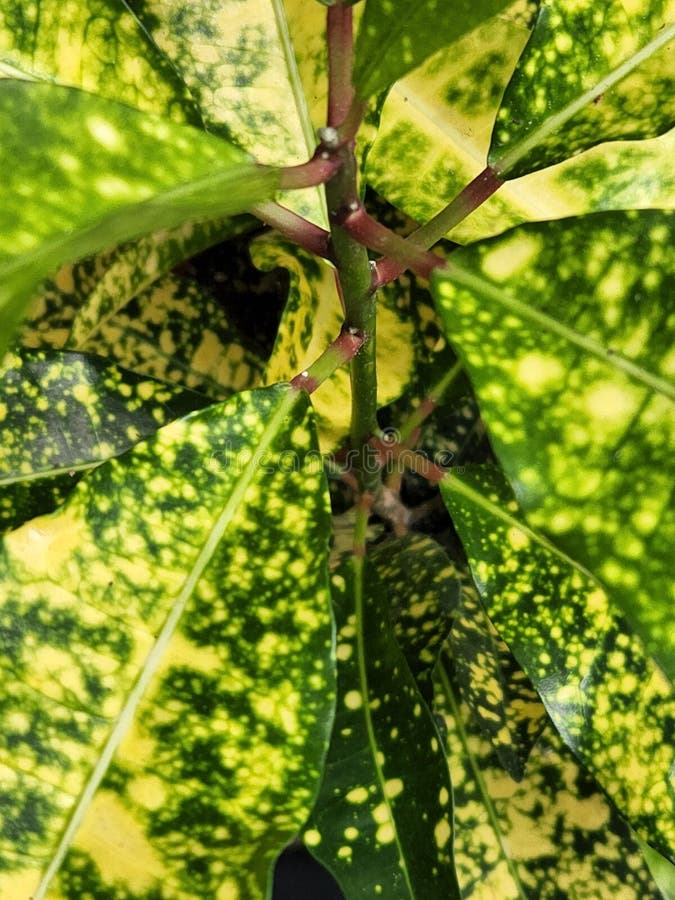 Gold Sun. Croton leaves stock image. Image of garden - 330446209