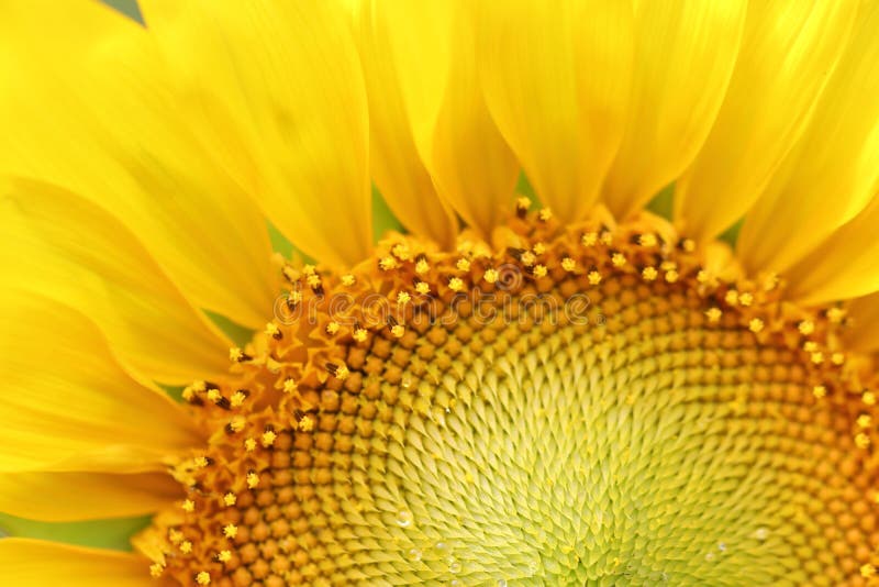Gold sun flower stock image. Image of gold, yellow, elegant - 159502319