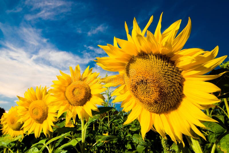 Gold Sunflowers Picture. Image: 9543885