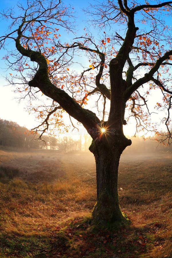 Gold Sunrise Behind Oak Tree Stock Photo - Image of friesland, fall ...
