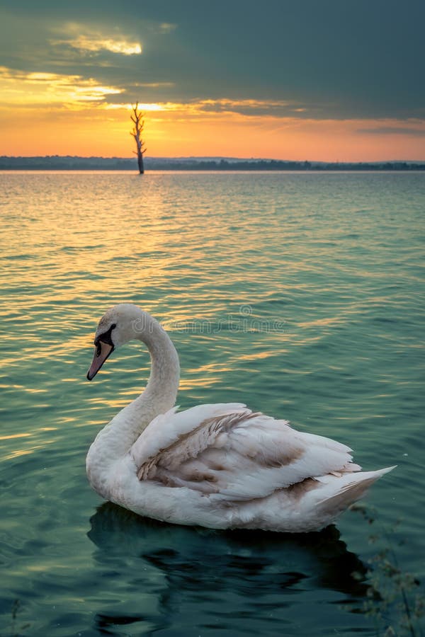 Gold sunrise and swan stock photo. Image of beautiful - 73036312