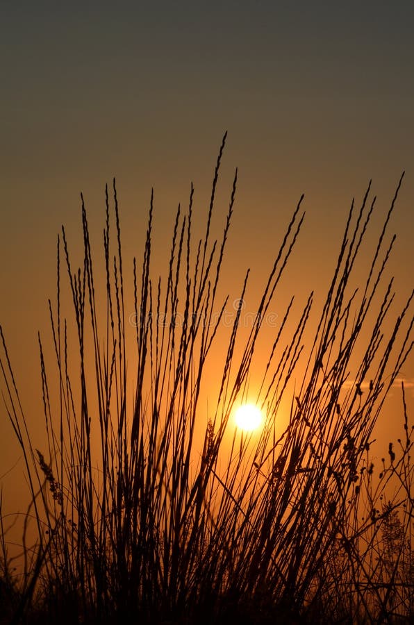 Gold sunset stock photo. Image of detail, beautiful, landscape - 58856072